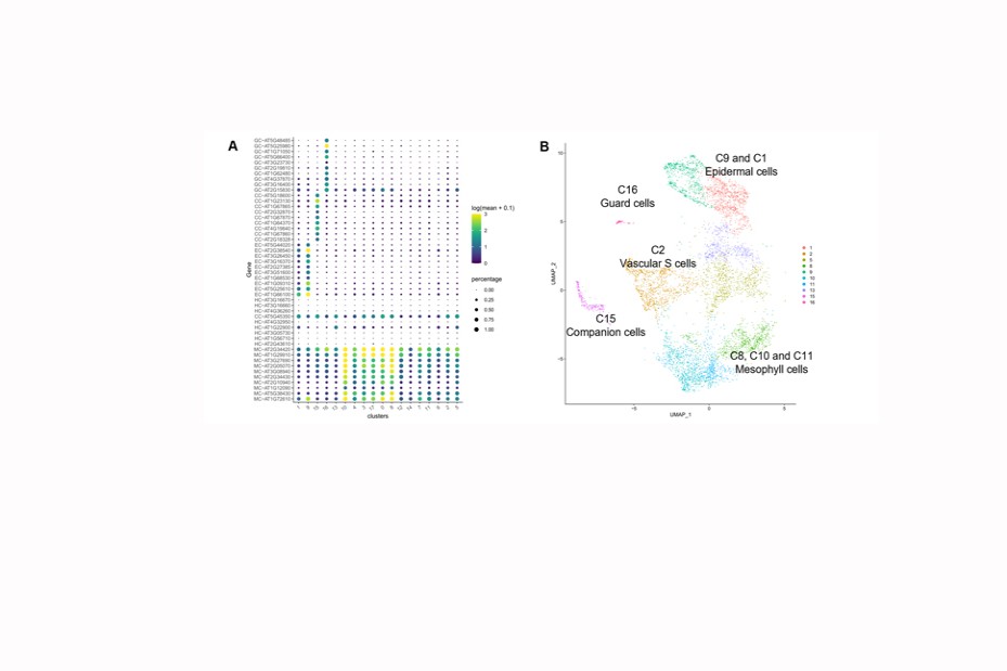 IPS2 - Ametys, Web Java Open Source CMS